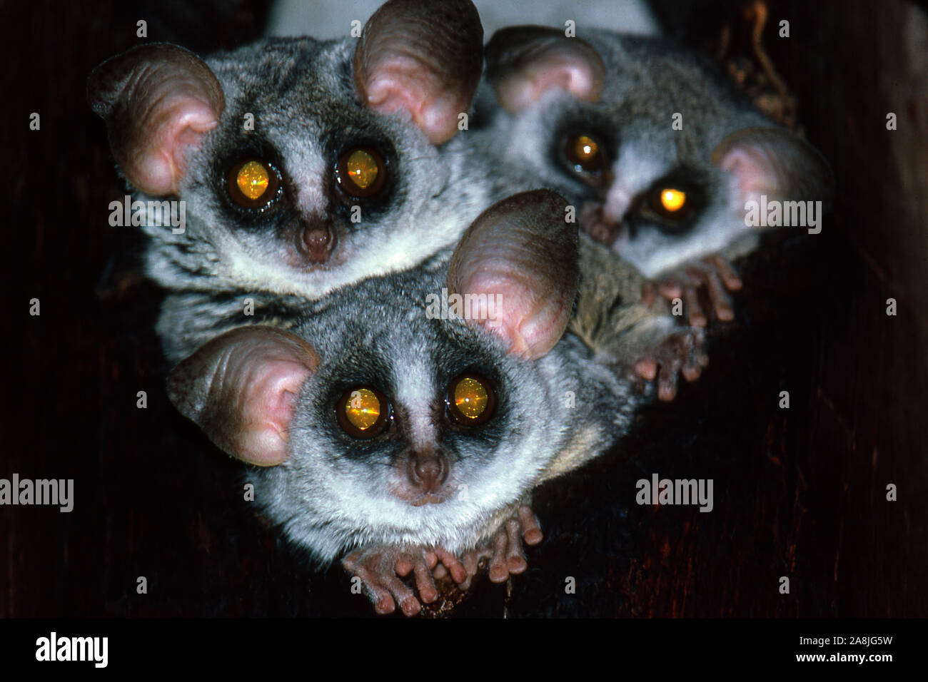 Galago senegalensis Banque de photographies et d’images à haute ...