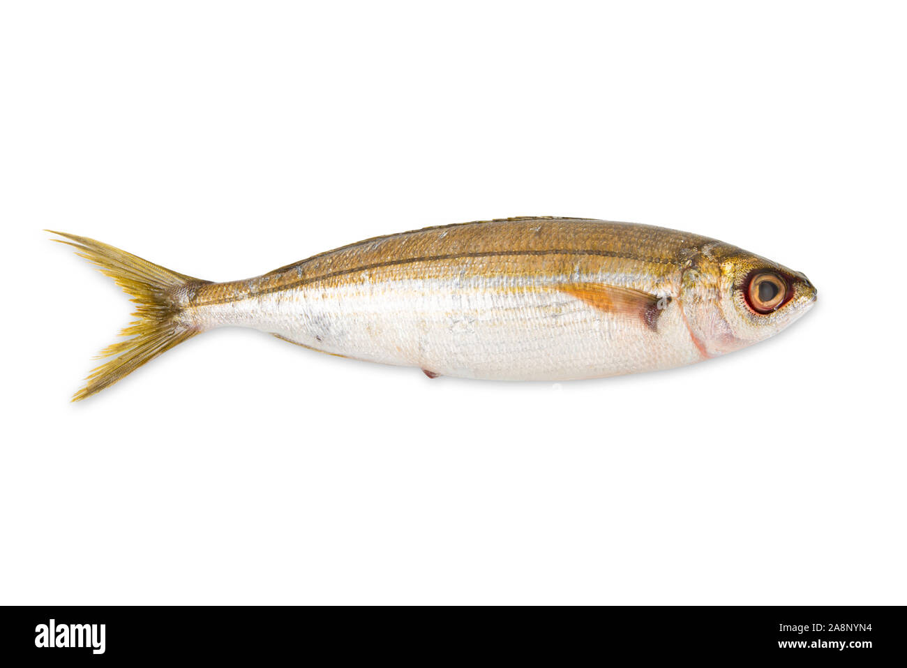 Poisson boga Banque de photographies et d’images à haute résolution - Alamy