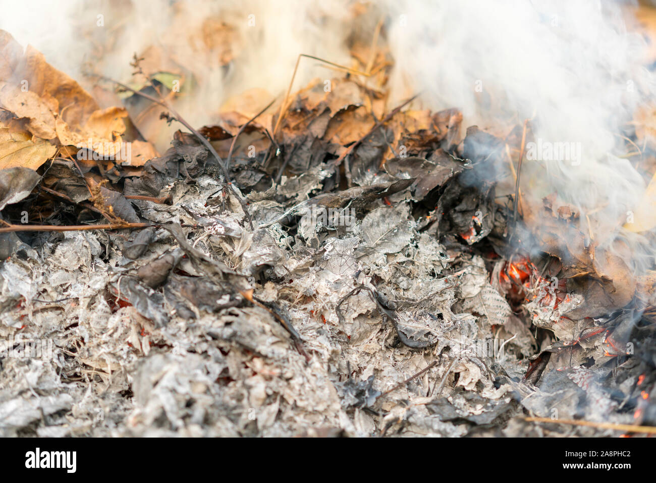 Brûler les feuilles. Incendie dans la forêt. Des fumées toxiques de la ...