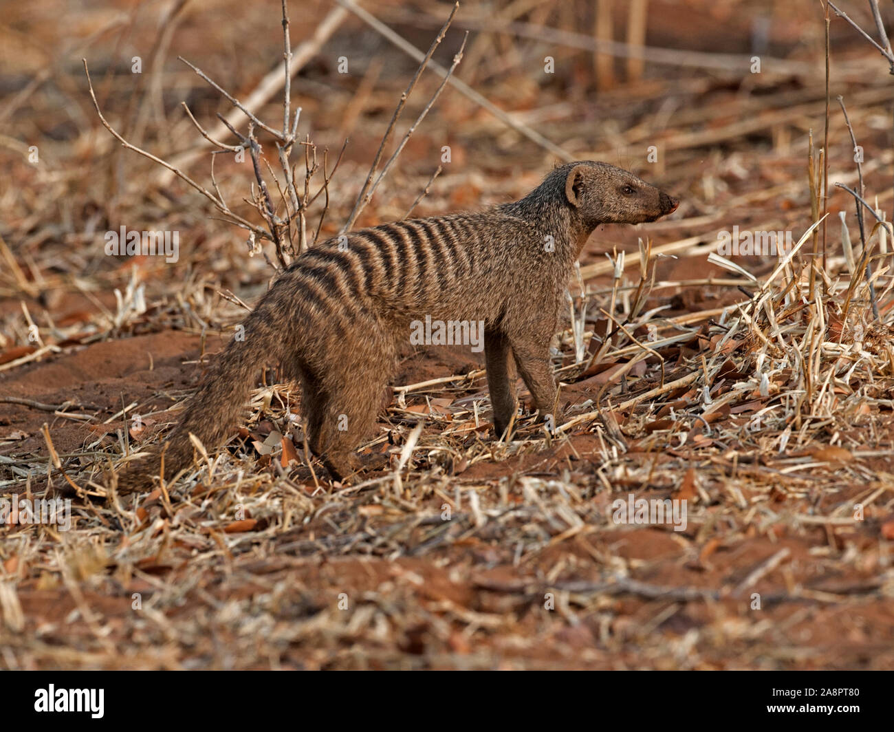 Mongo mongo Banque de photographies et d’images à haute résolution - Alamy