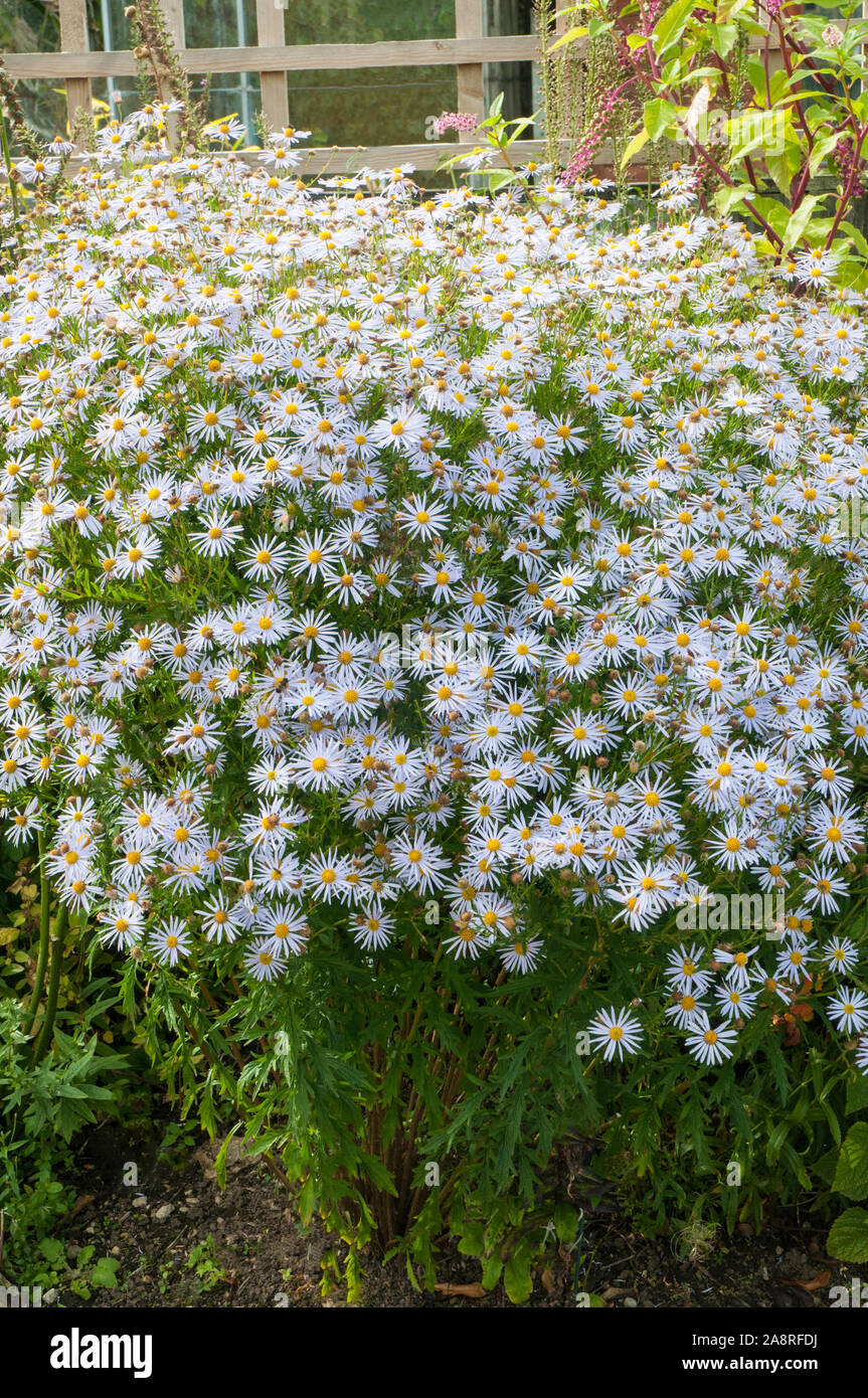 Kalimeris incisa Alba un arbuste à fleurs blanches de la famille des ...