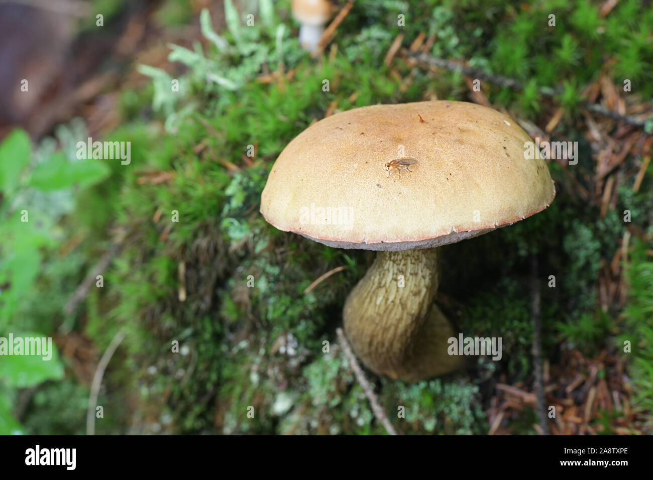Champignons bolets amers Banque de photographies et d’images à haute ...