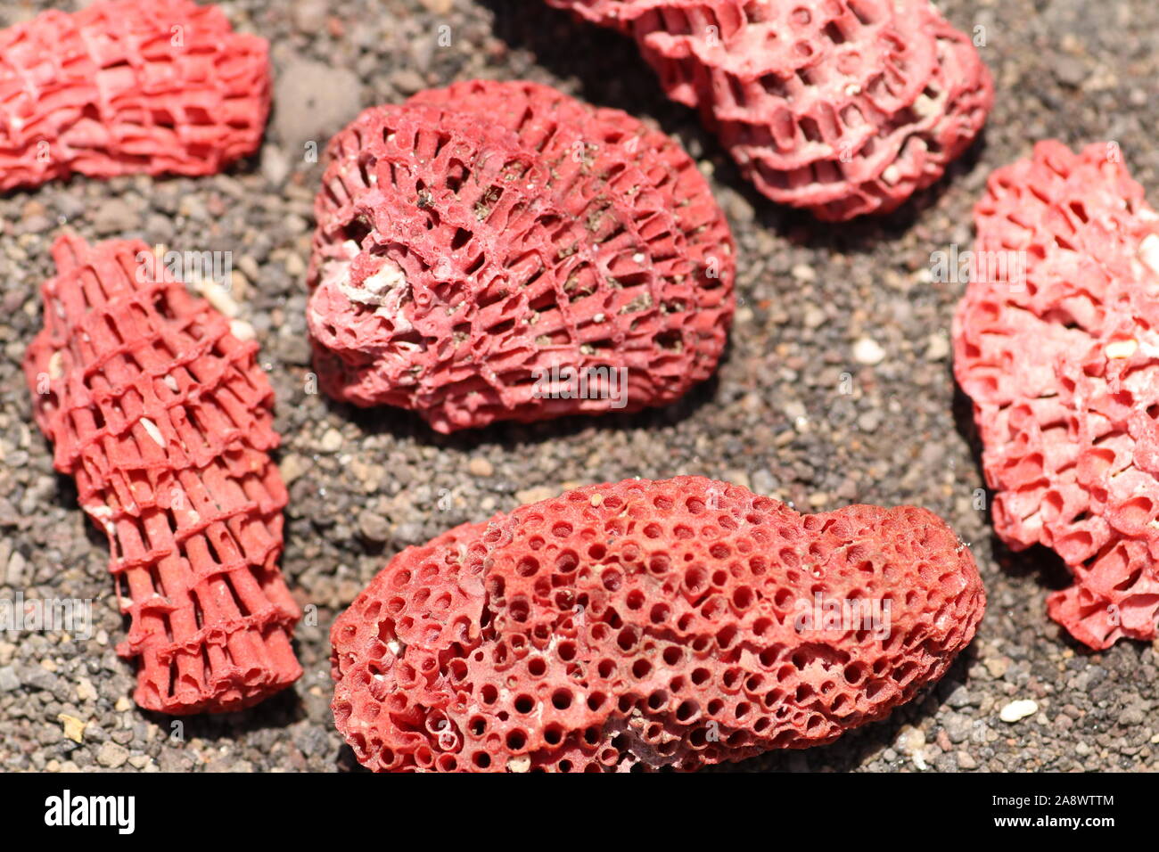 Groupe de corail rouge sur la plage avec du sable volcanique foncé ...