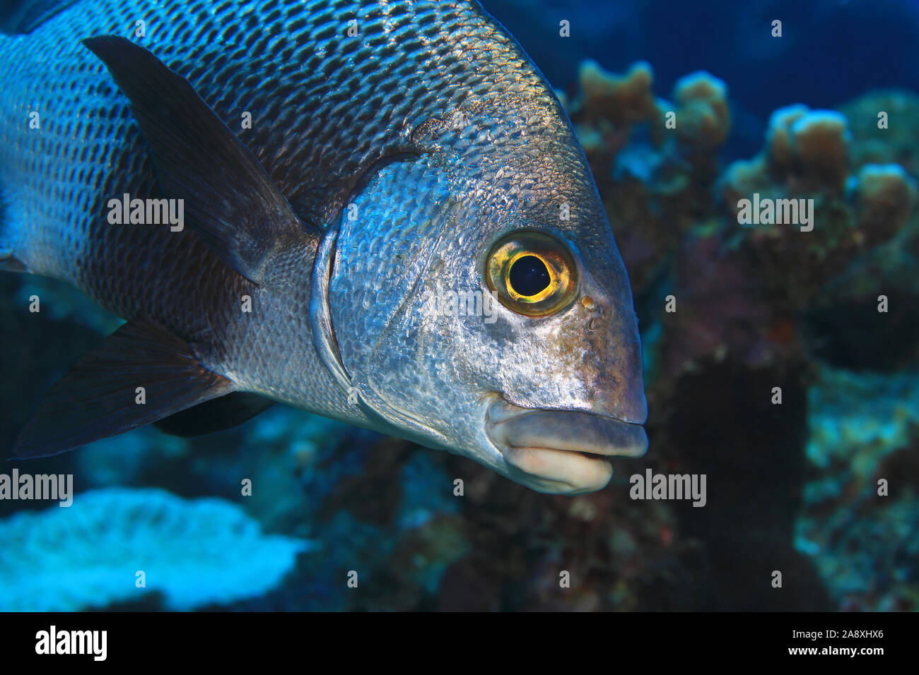 Poisson noir margate (Anisotremus surinamensis) sous l'eau dans la mer ...