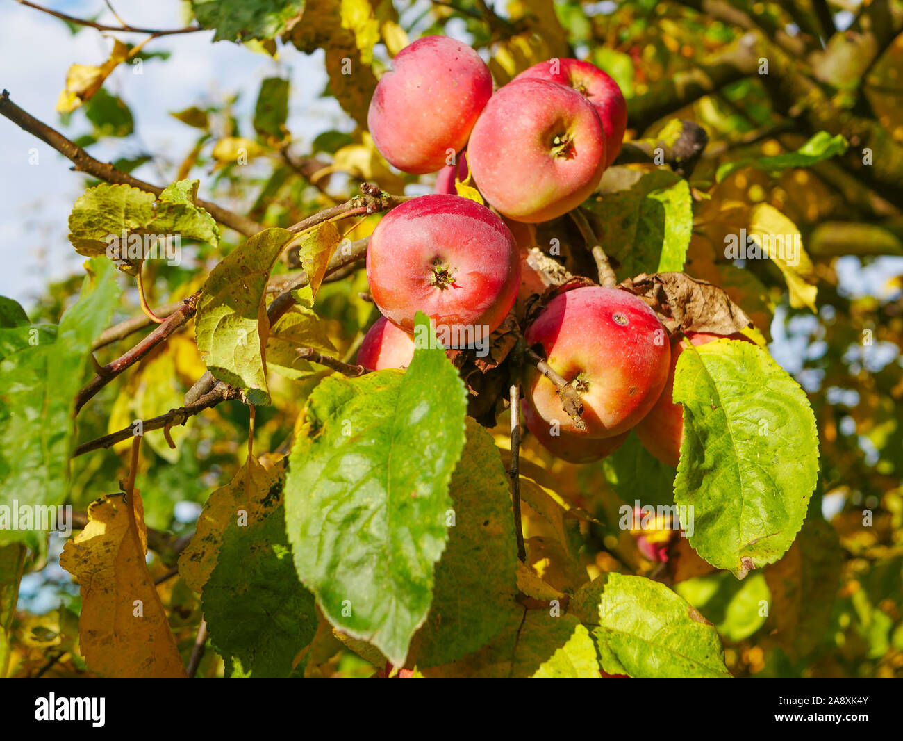 Feuilles Rouges Sur Un Arbre Banque d'image et photos - Alamy