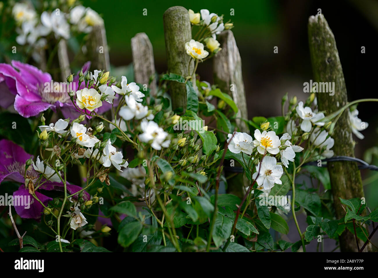 Rosa rambling rector,rose,blanc,fleurs,randonnées,rambler grimpeur ...