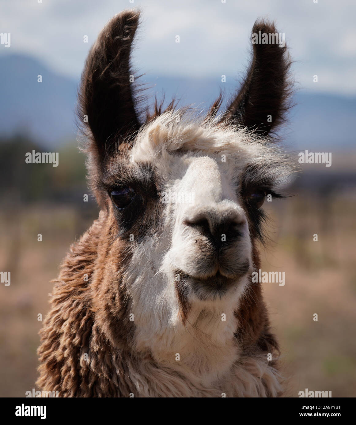 Lama femelle Banque de photographies et d’images à haute résolution - Alamy