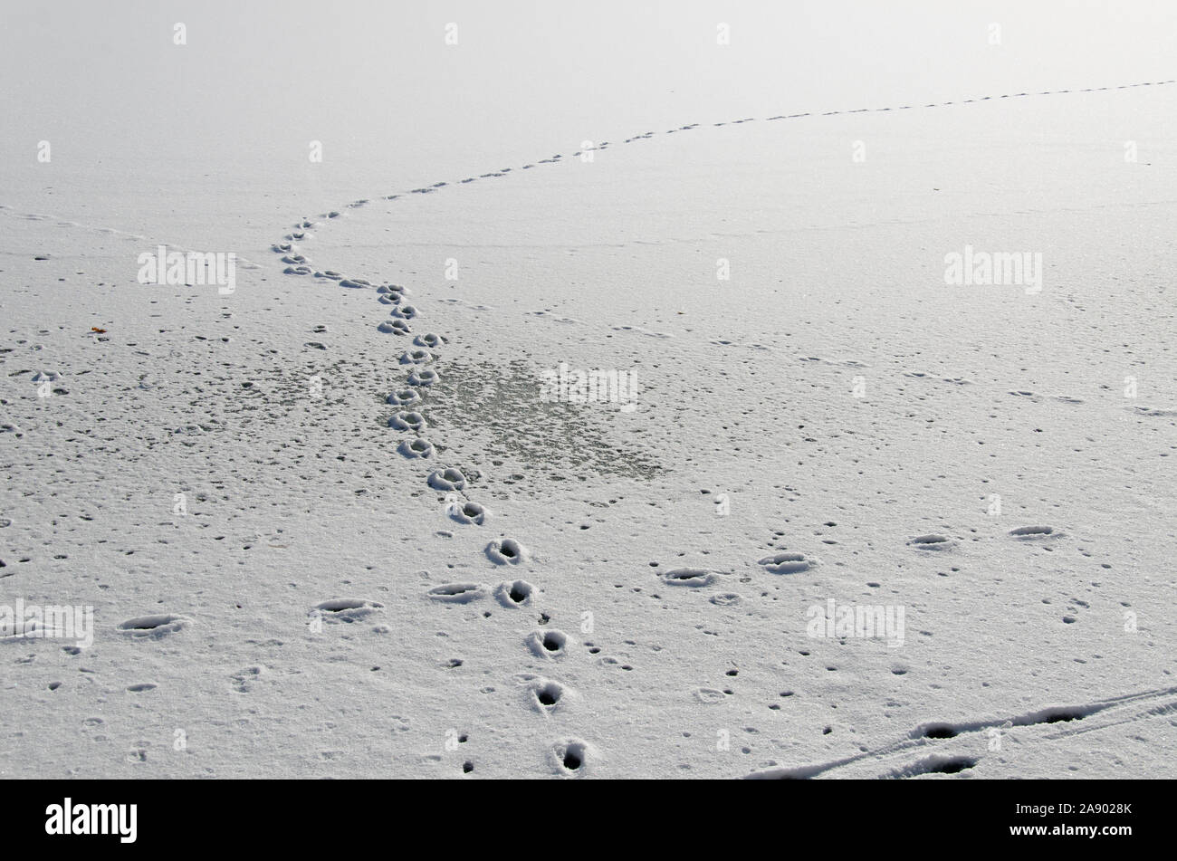 Les pistes de cerf Banque de photographies et d’images à haute ...