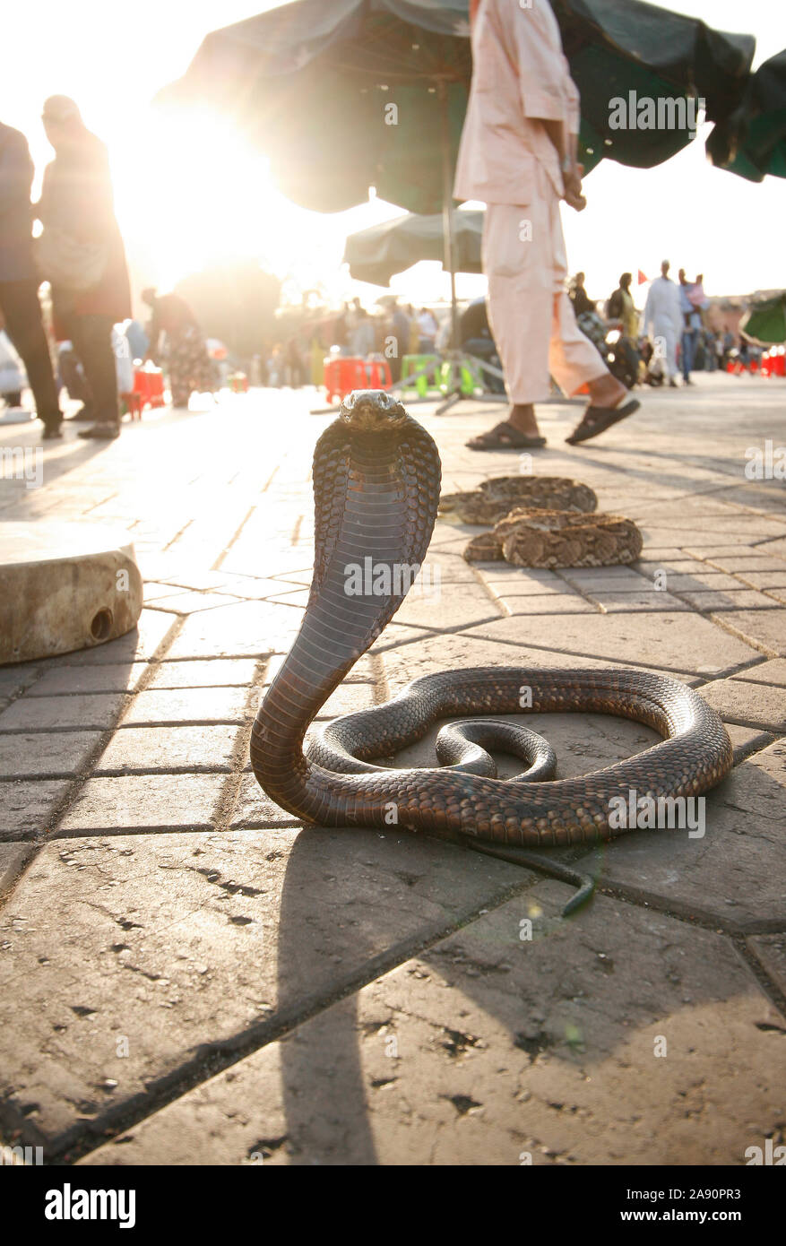 Serpent de marrakech Banque de photographies et d’images à haute ...