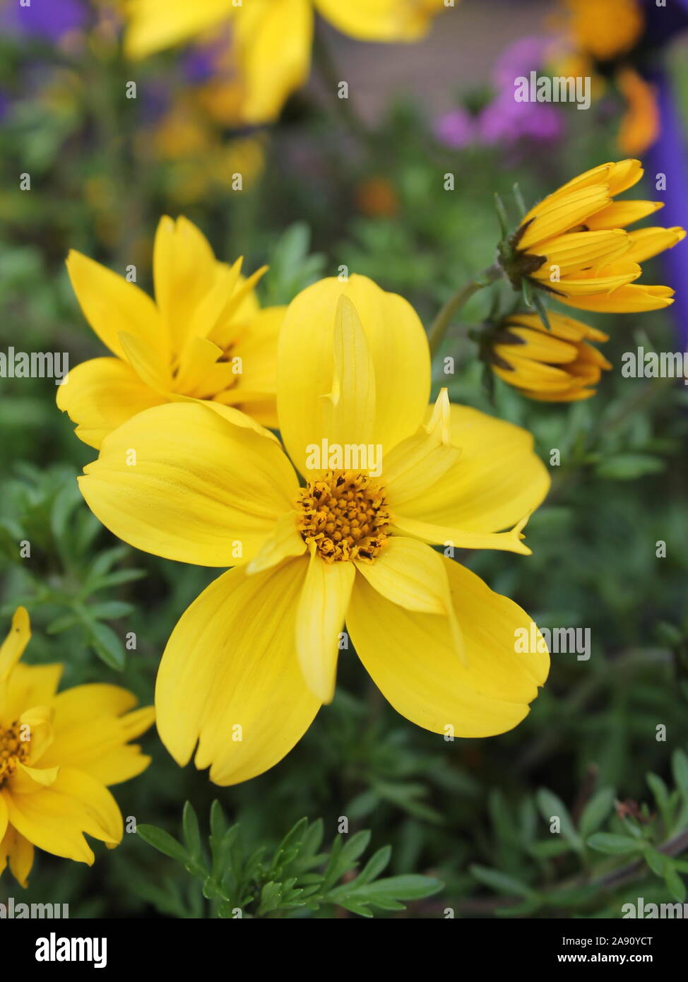 Bidens Ferulifolia Banque d'image et photos - Alamy