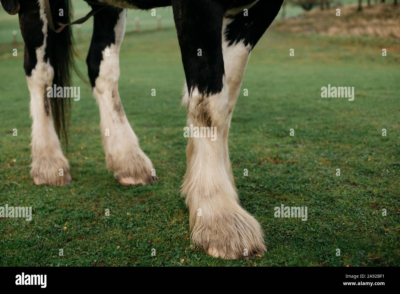 Jambes de cheval Banque de photographies et d’images à haute résolution ...