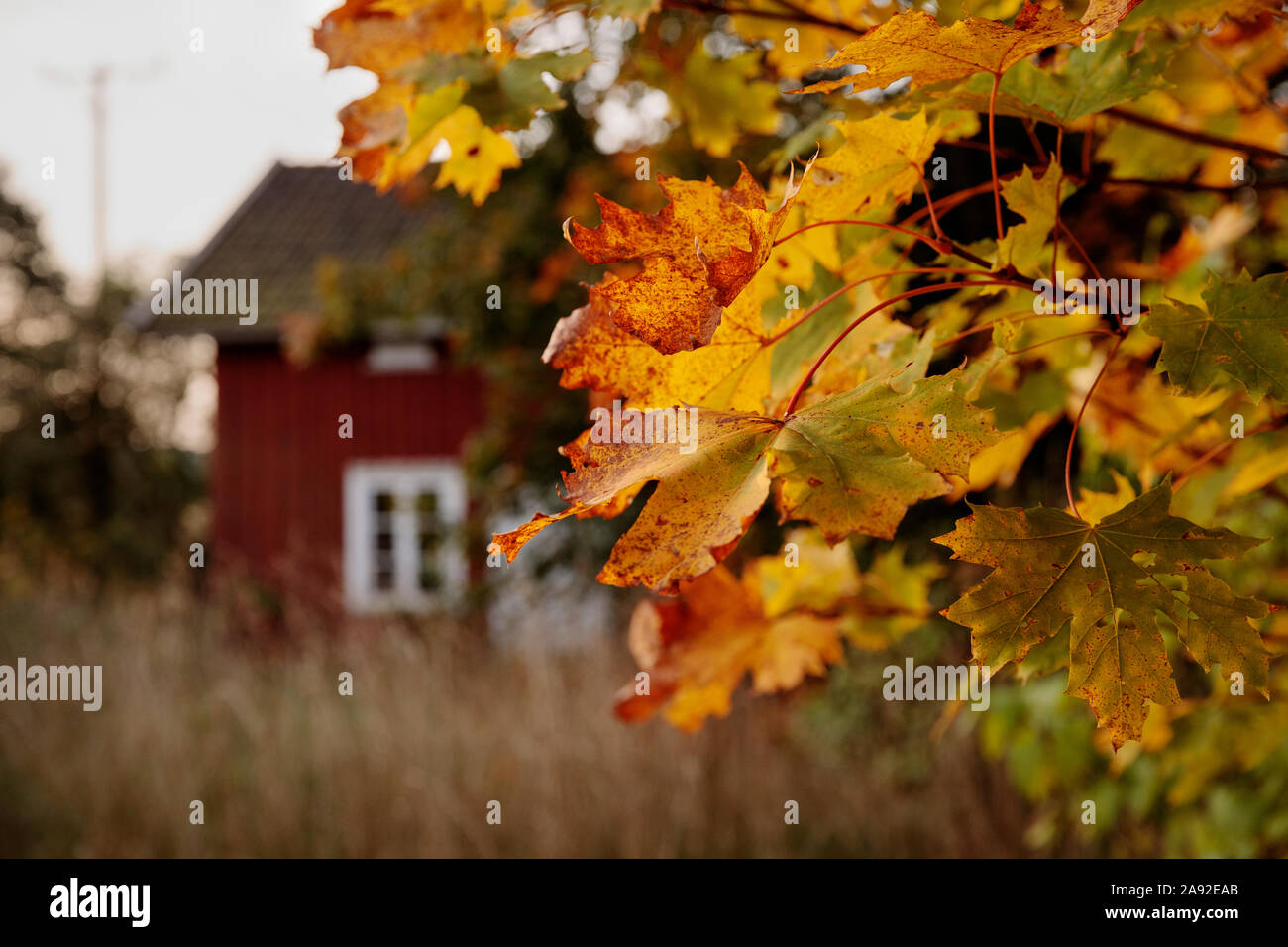 Feuilles rouges sur les arbres Banque de photographies et d’images à ...