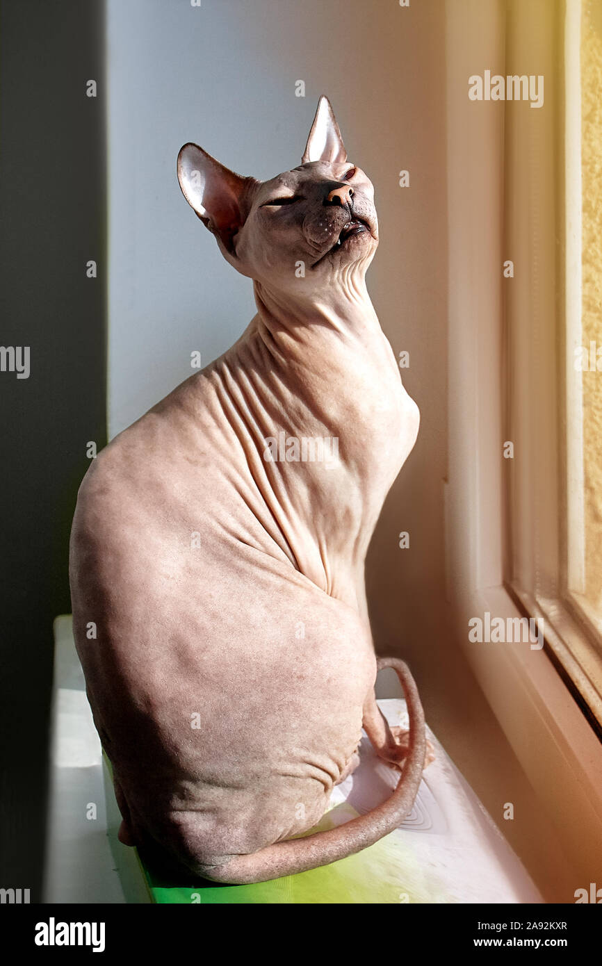 Chat chauve Banque de photographies et d’images à haute résolution - Alamy