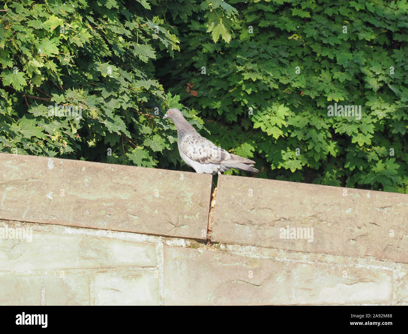Aves clade Banque de photographies et d’images à haute résolution - Alamy