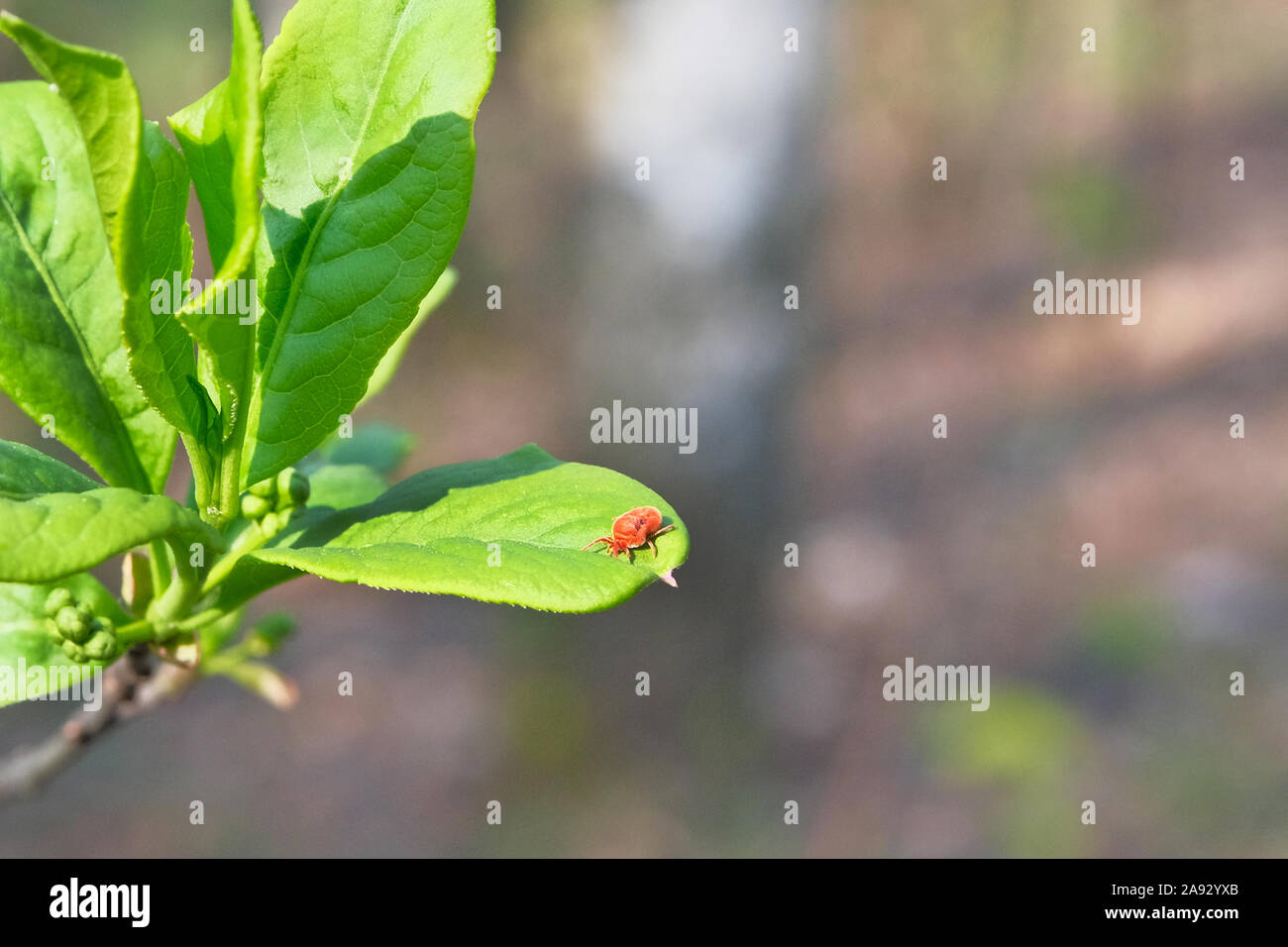 Infection parasitaire Banque de photographies et d’images à haute ...