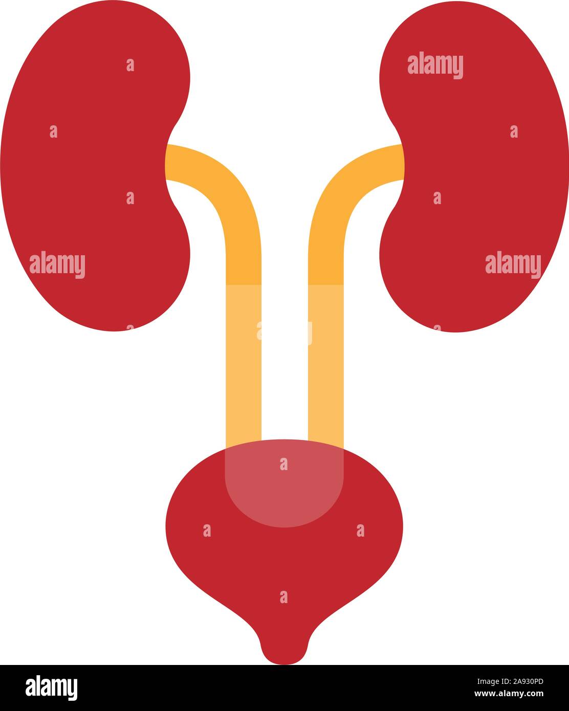 Anatomie du système urinaire Banque d'images vectorielles - Alamy
