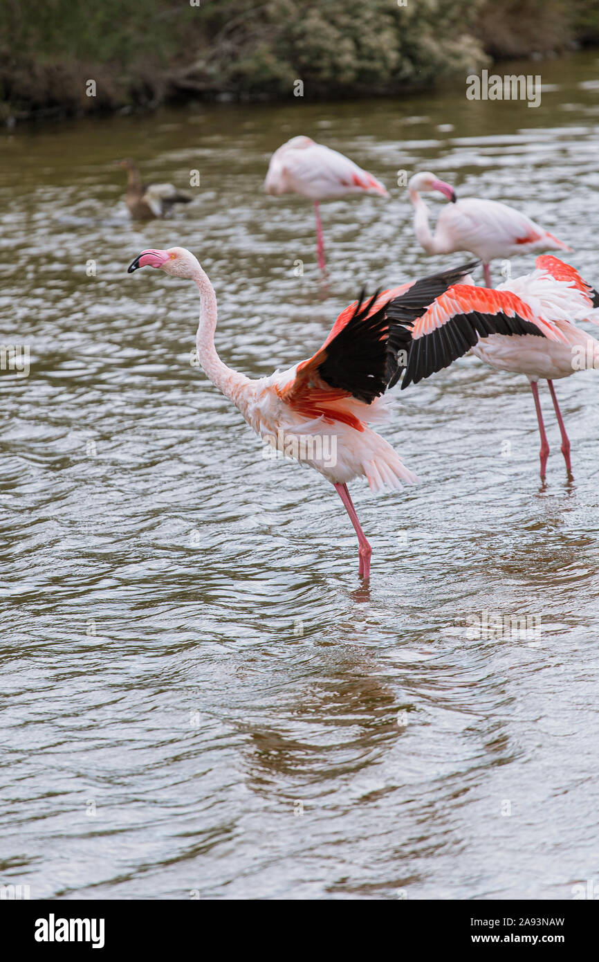 Oiseau flamant rose Banque de photographies et d’images à haute ...