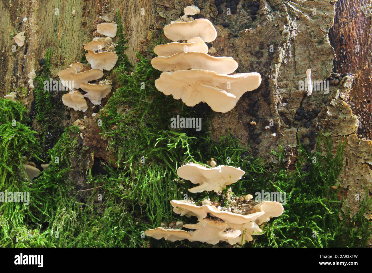 Champignons Sur Un Arbre Banque d'image et photos - Alamy