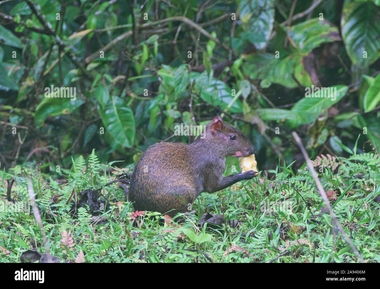 Black agouti Banque de photographies et d’images à haute résolution - Alamy