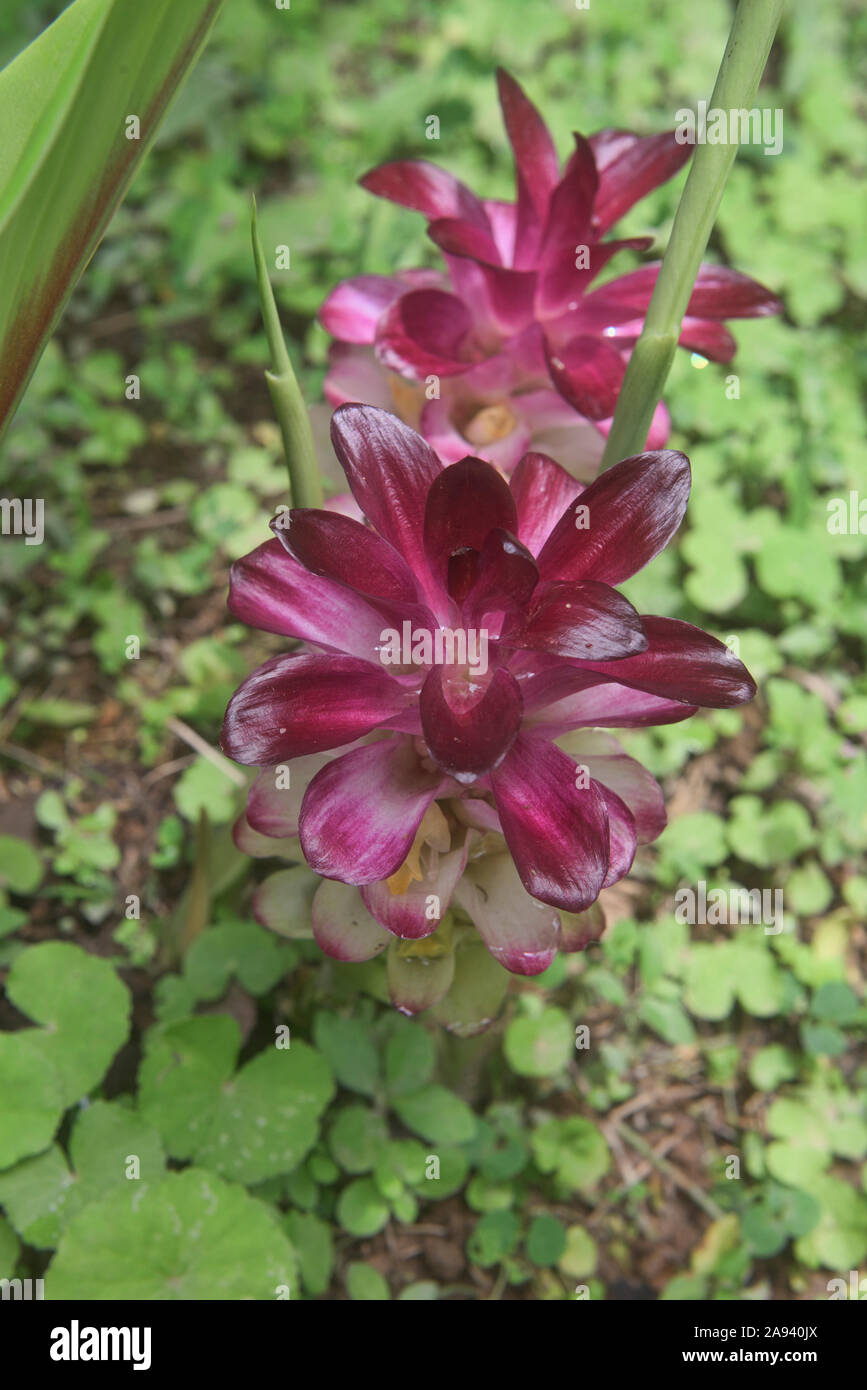 Turmeric plant curcuma longa flower Banque de photographies et d’images ...