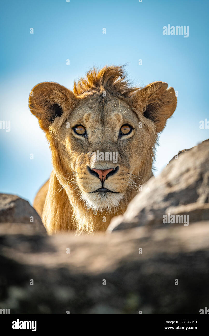 Lion bleu Banque de photographies et d’images à haute résolution - Alamy