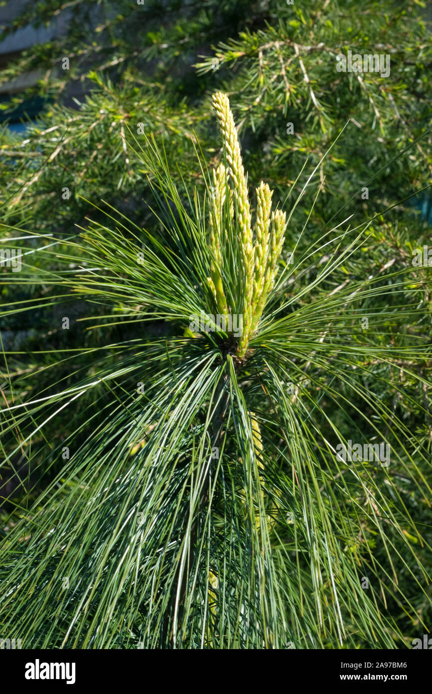 Pinus fauna Banque de photographies et d’images à haute résolution - Alamy