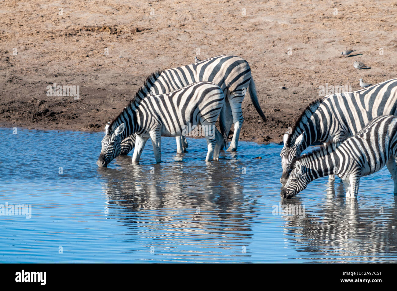 Un zèbre Des Plaines de Burchell Equus quagga burchelli- -boire d'une ...