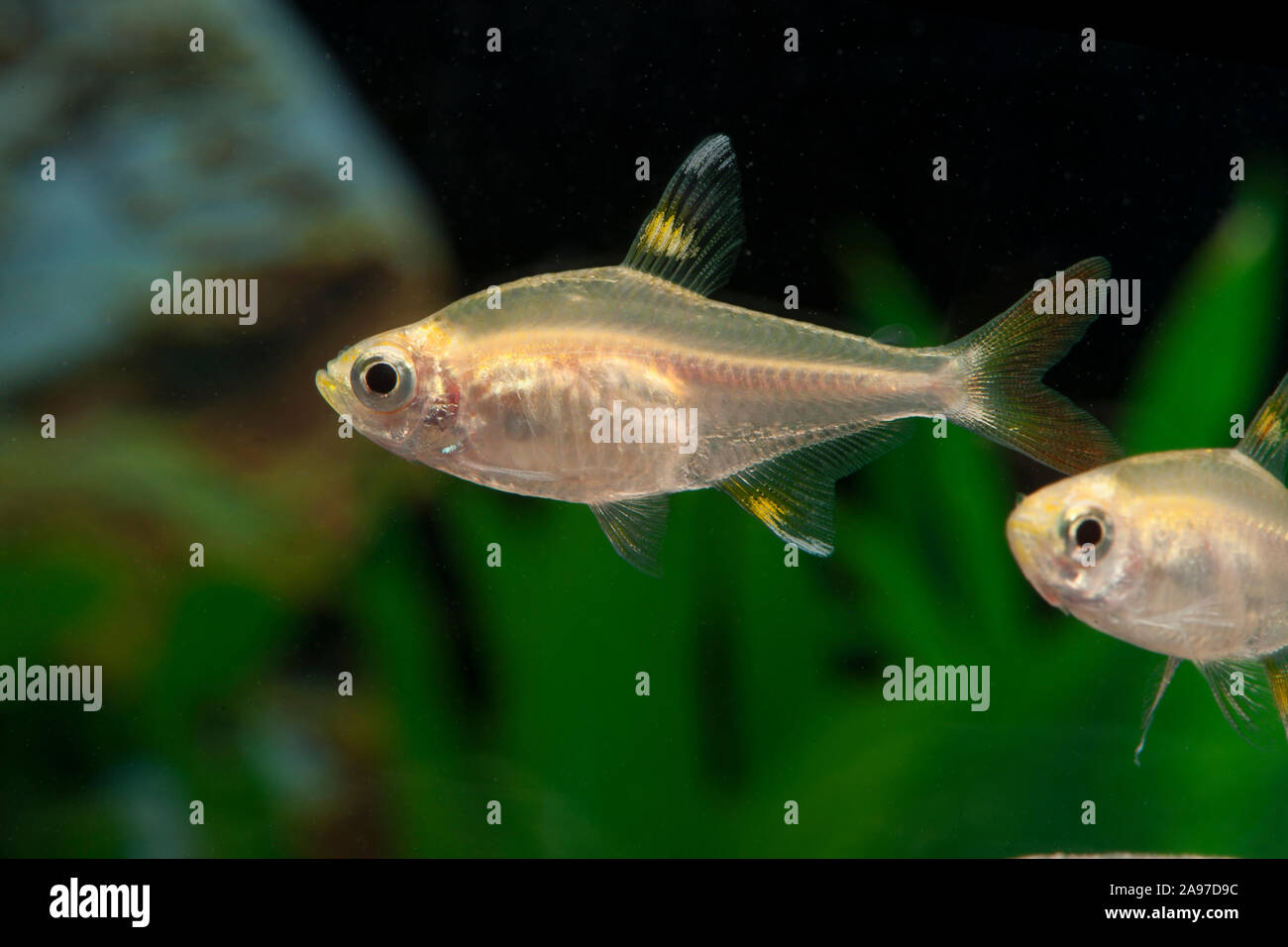 Pristella maxillaris Banque de photographies et d’images à haute ...