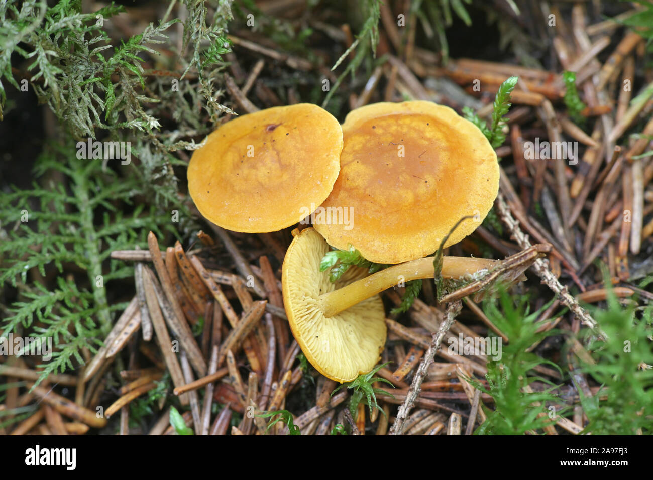 Rugosomyces chrysenteron Banque de photographies et d’images à haute ...