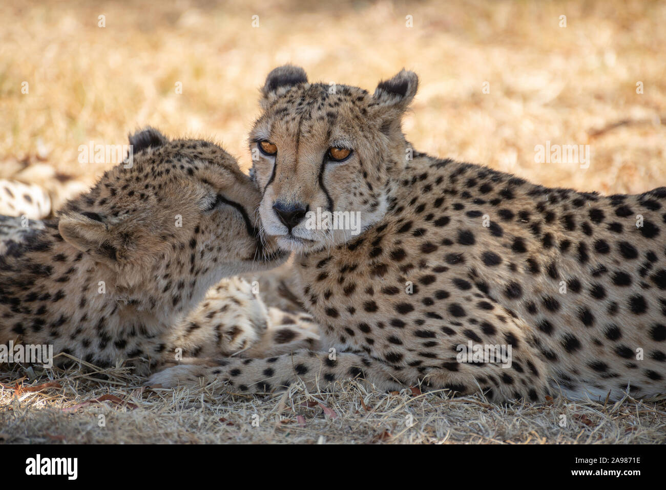 Portrait d'un couple de guépard se détendre dans l'herbe de la savane ...