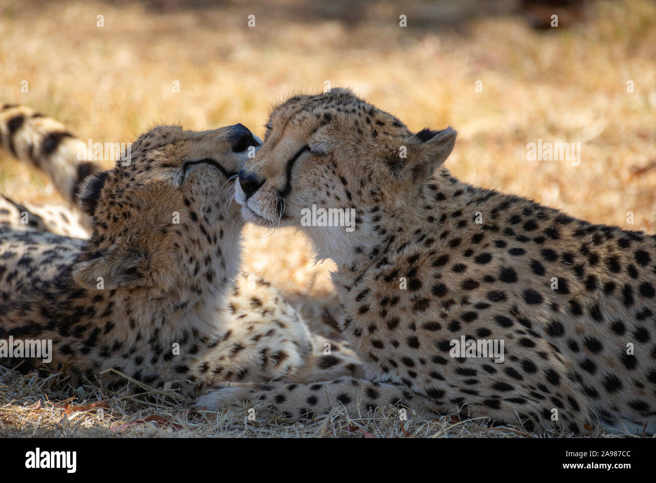Portrait d'un couple de guépard se détendre dans l'herbe de la savane ...