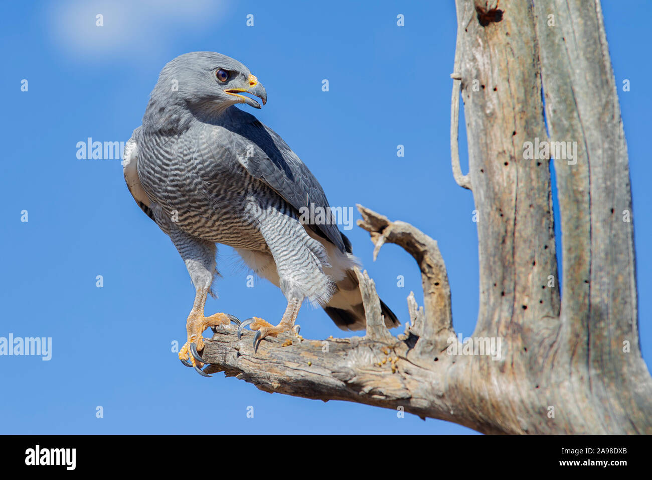 Faucon gris Banque de photographies et d’images à haute résolution - Alamy