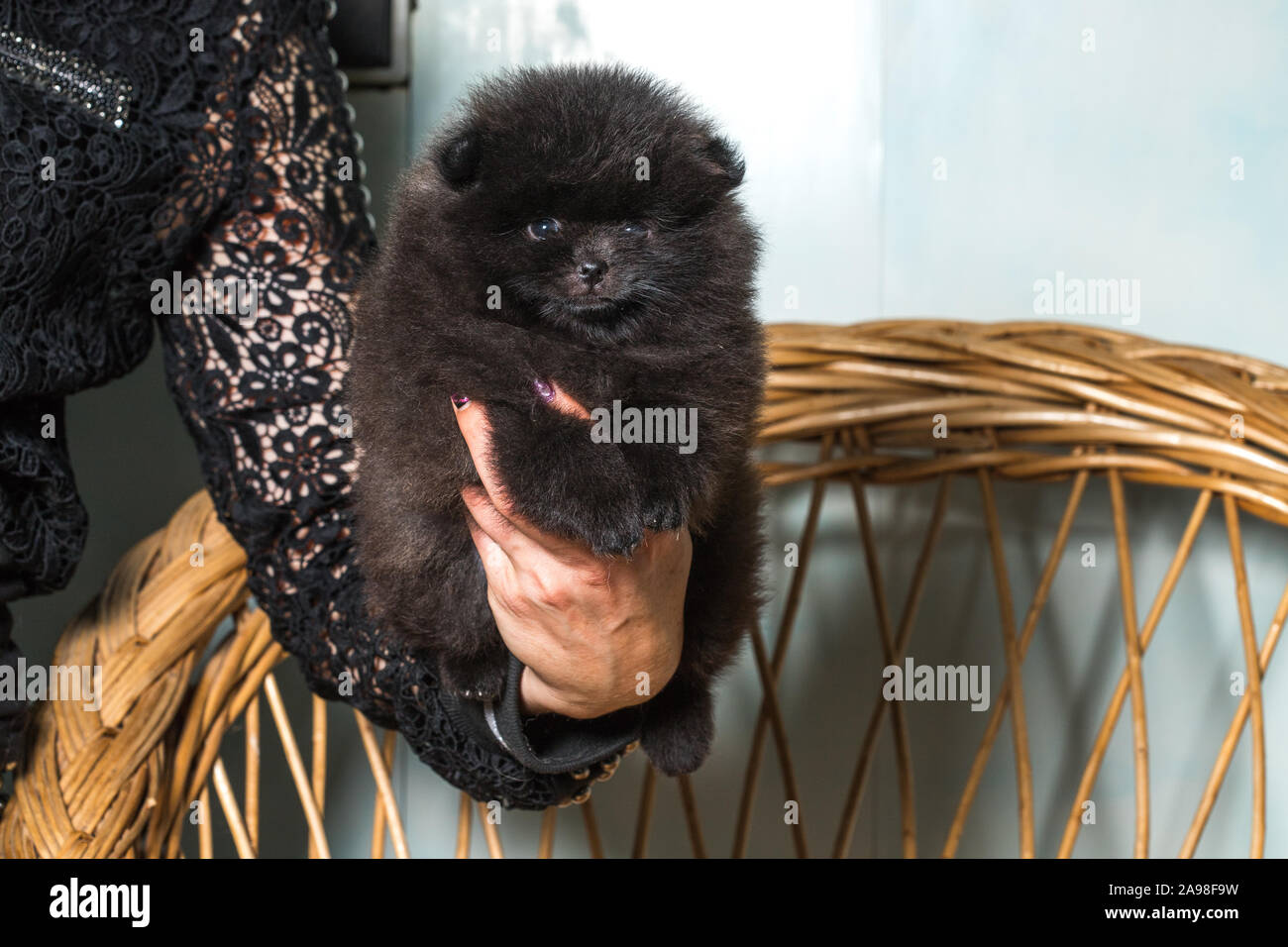 Chiot mignon de Spitz Pomeranian miniature (Zwergspitz Spitz nain ...