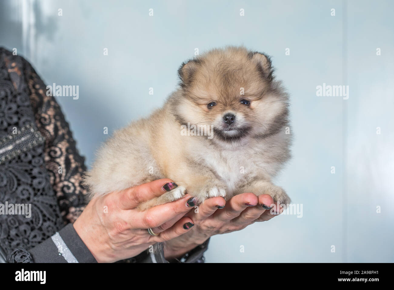 Chiot mignon de Zwergspitz Spitz Pomeranian miniature ou Spitz nain ...