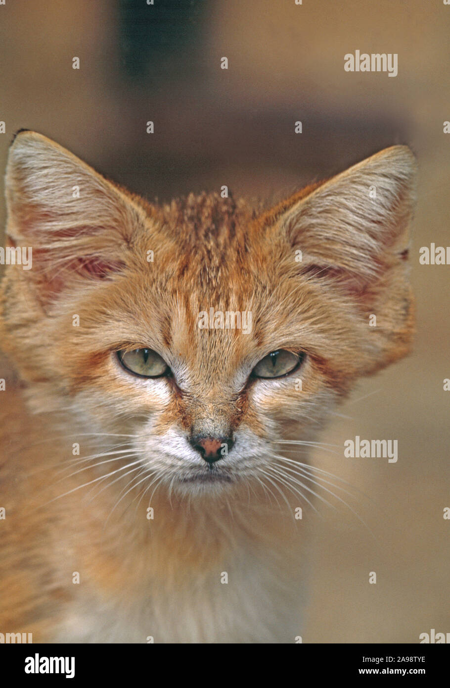 Chat des sables Banque de photographies et d’images à haute résolution ...