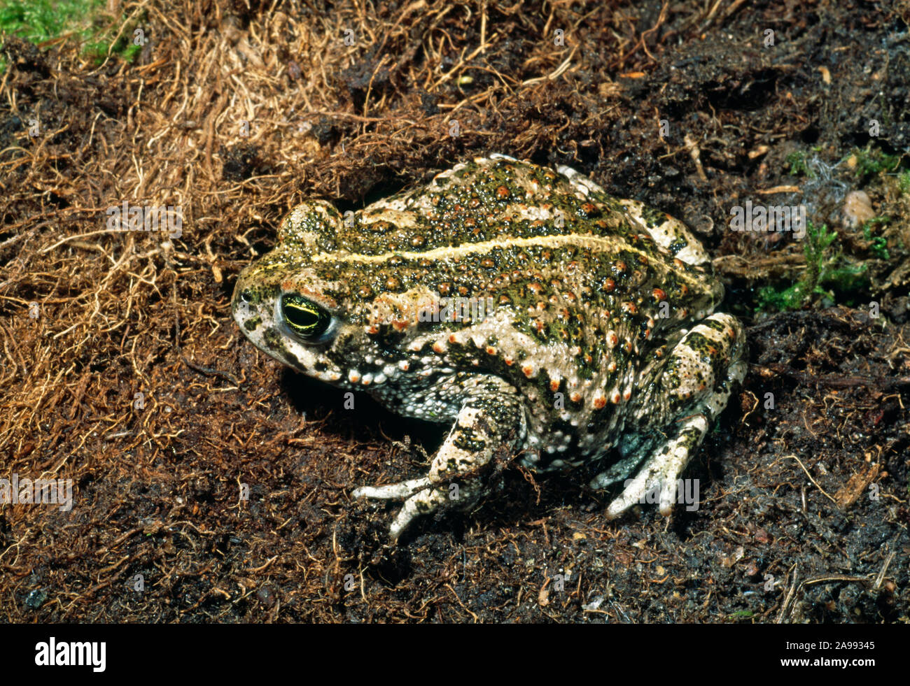 Crapaud jaune Banque de photographies et d’images à haute résolution ...
