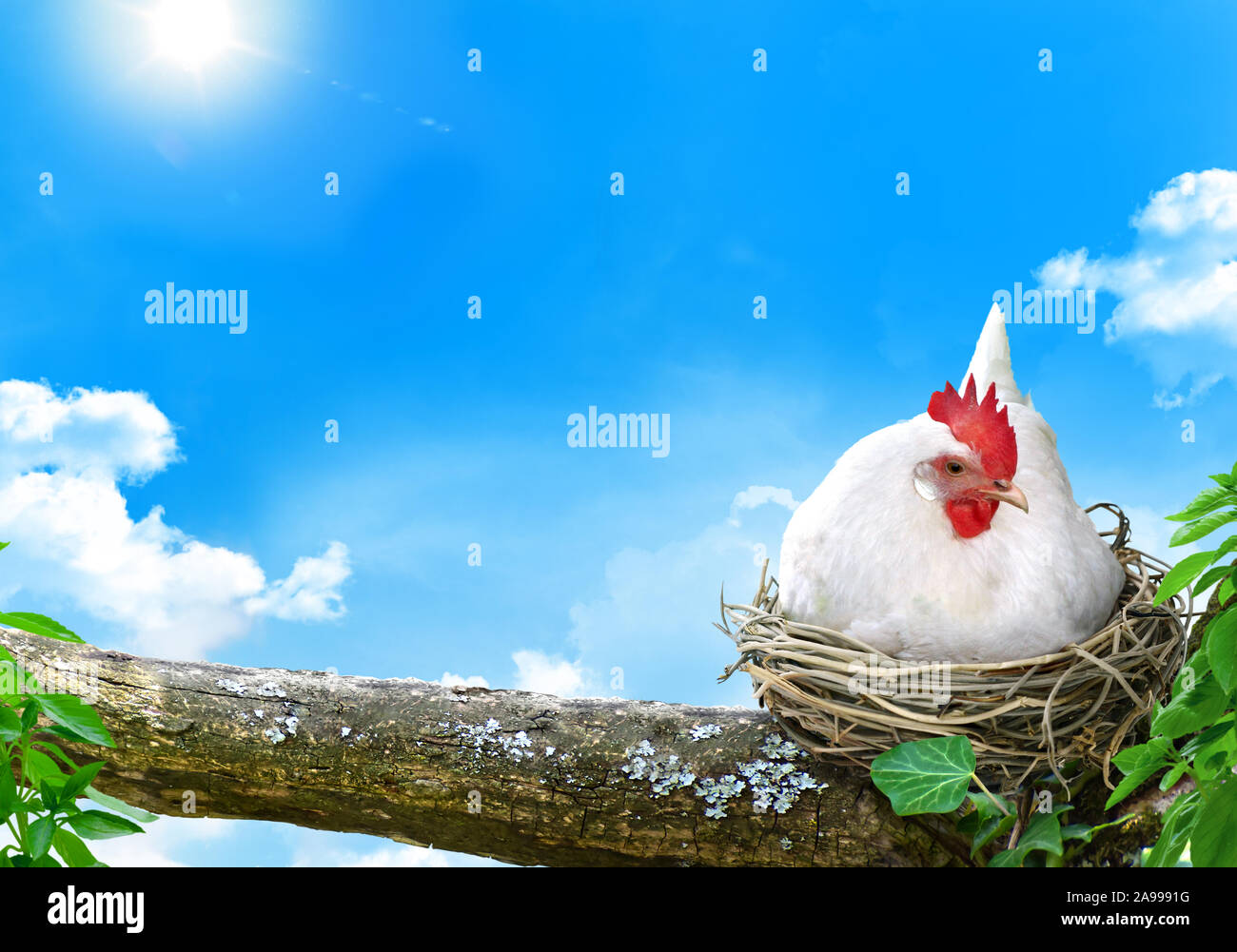 Poule arbre Banque de photographies et d’images à haute résolution - Alamy