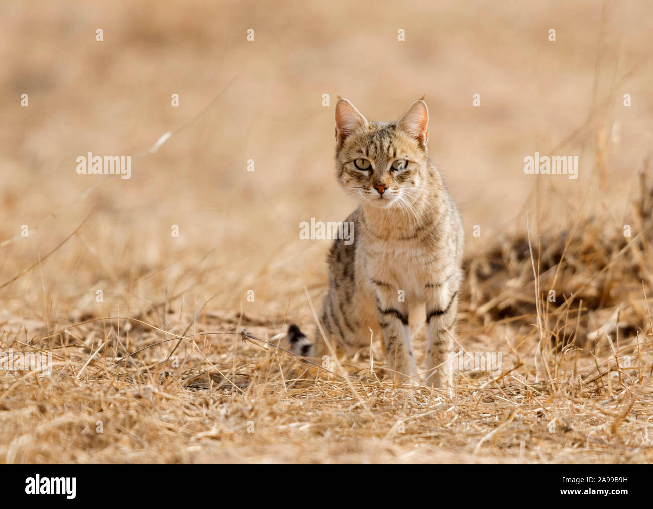 Chat du désert Banque de photographies et d’images à haute résolution ...