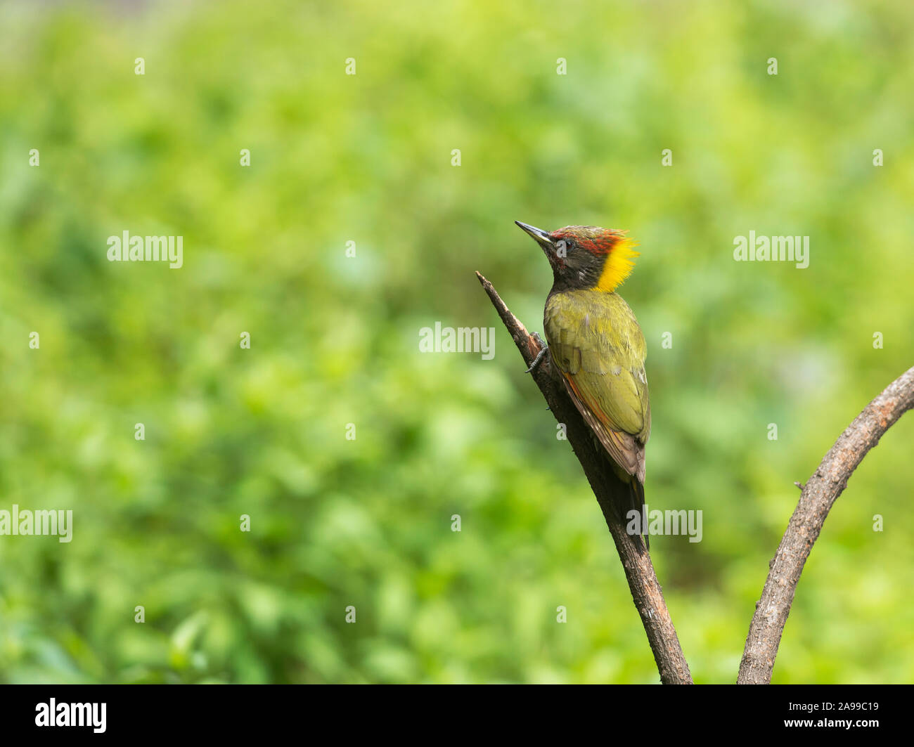 Picus chlorolophus Banque de photographies et d’images à haute ...