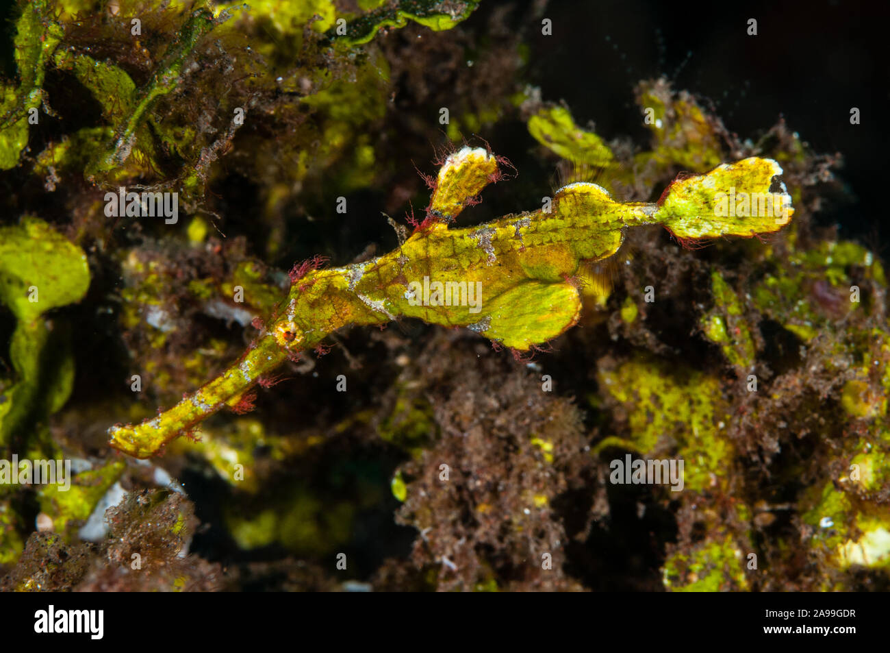 Poisson poisson fantôme Banque de photographies et d’images à haute ...