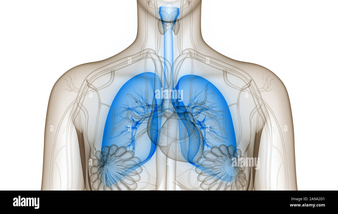 Anatomie du système respiratoire humain Photo Stock - Alamy