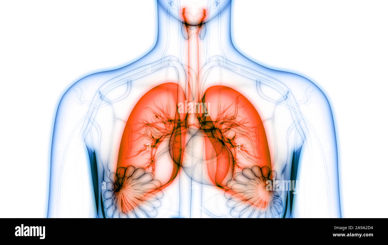 Anatomie du système respiratoire humain Photo Stock - Alamy