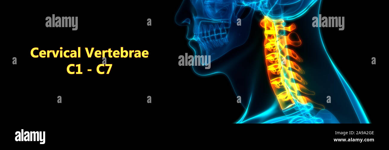 La colonne vertébrale cervicale du squelette humain Anatomie du système ...