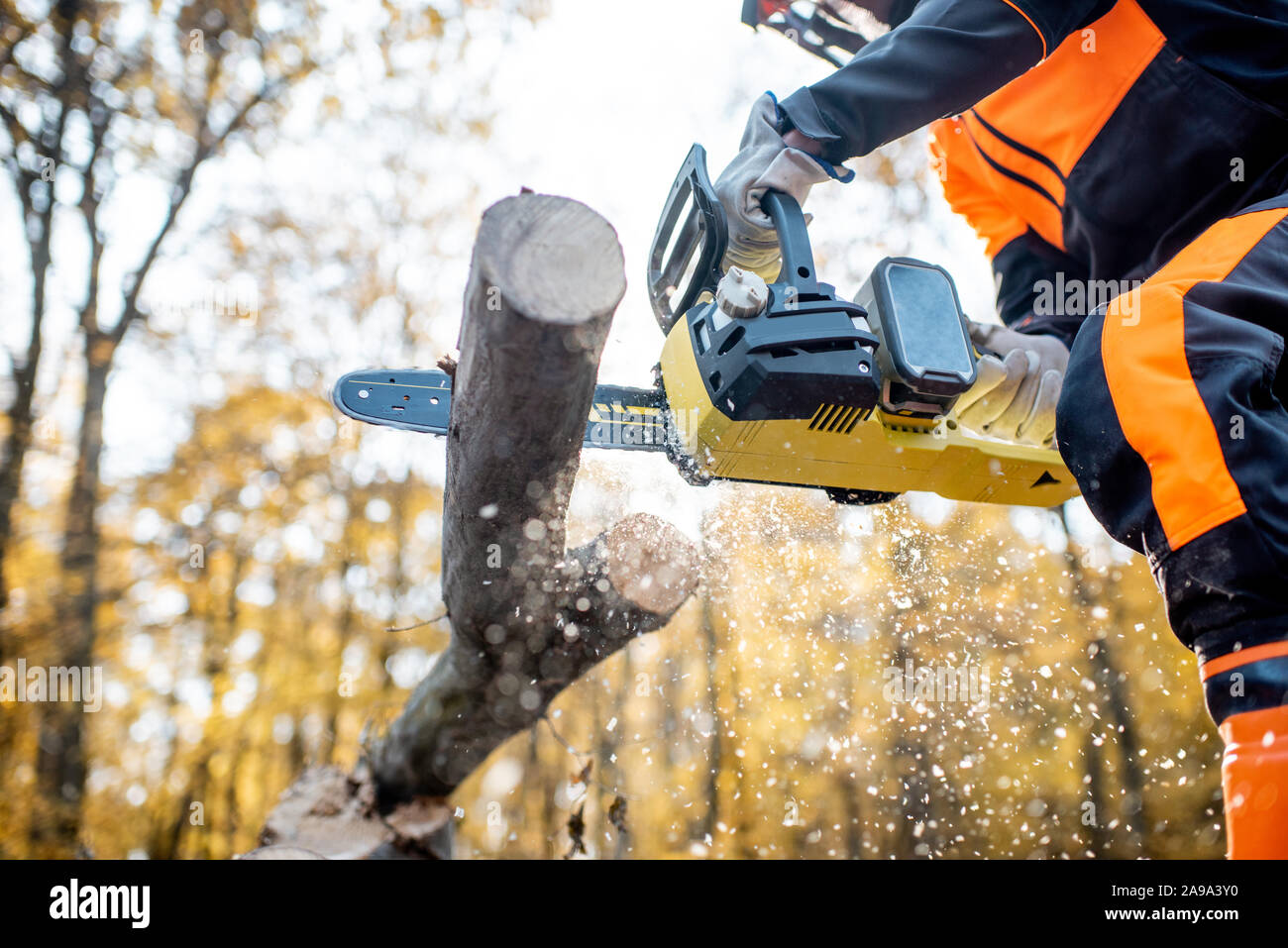 Avec De La Sciure De Bois Banque d'image et photos - Alamy