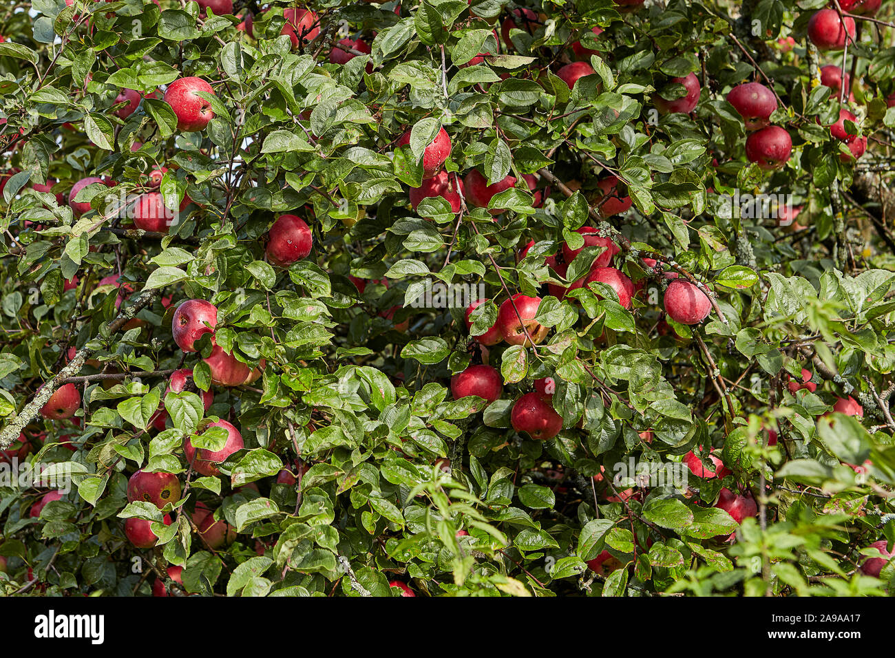 Arbre Fruitier Banque d'image et photos - Alamy