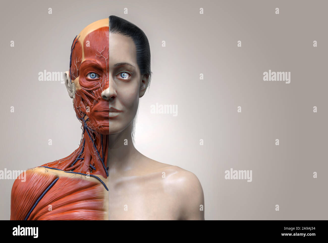 Anatomie 3d nuque crane Banque de photographies et d’images à haute ...