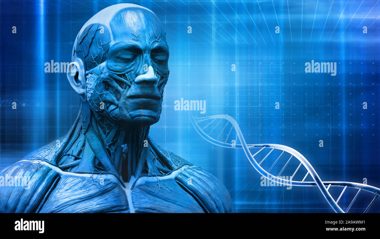 Résumé Contexte de l'anatomie du corps humain et d'Adn , anatomie ...