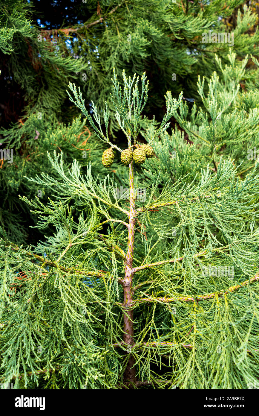 Sequoiadendron giganteum, Sequoia géant wellingtonia, Cupressaceae ...