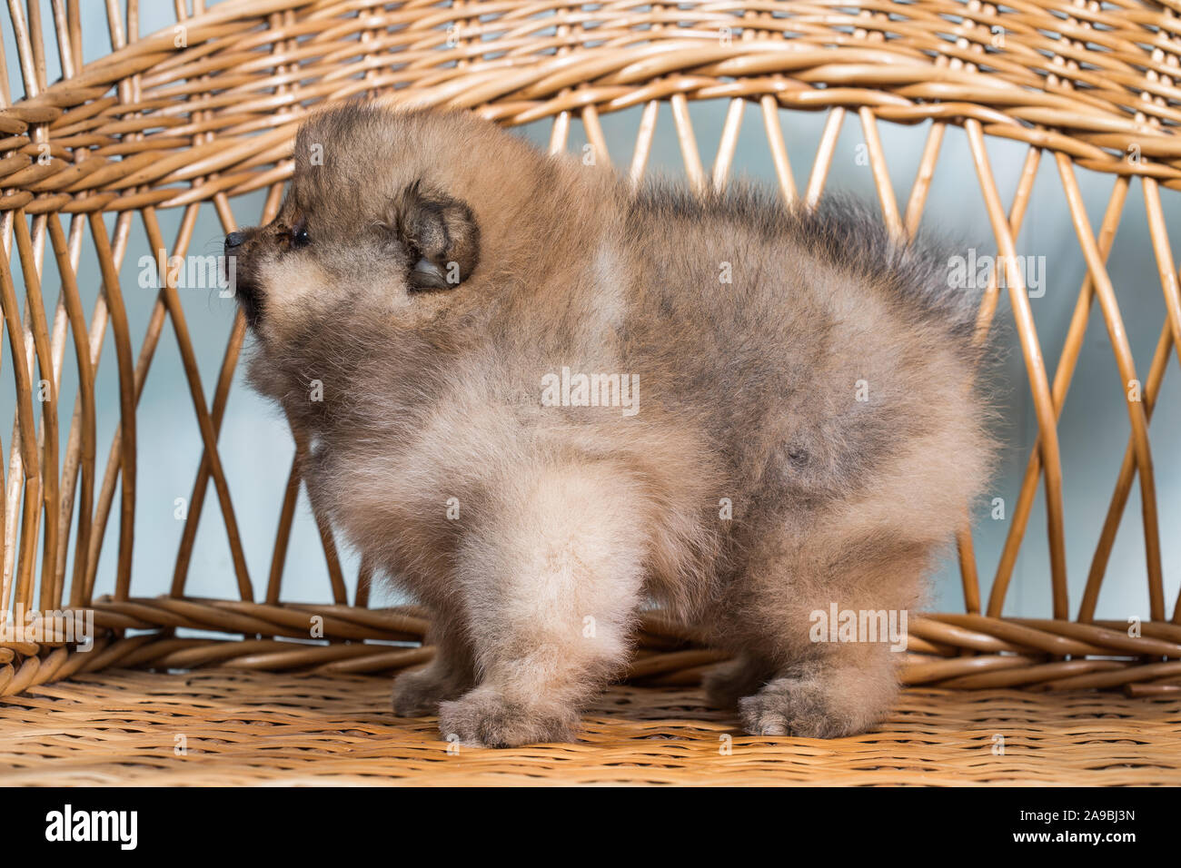 Chiot mignon de Spitz Pomeranian miniature Zwergspitz Spitz nain ou sur ...