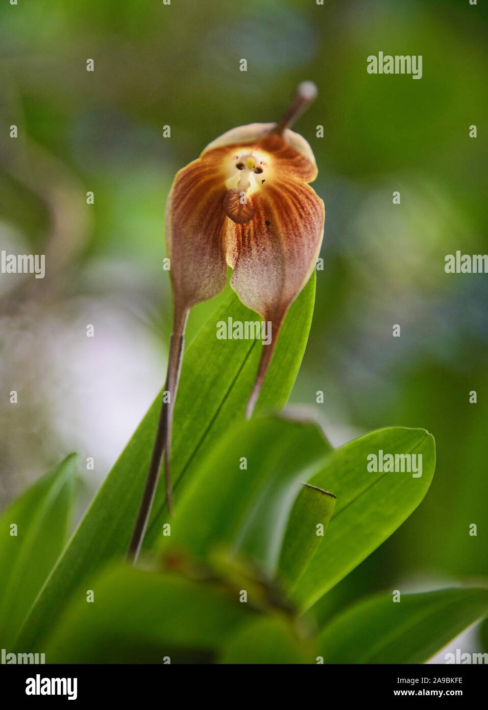 Dracula simia Banque de photographies et d’images à haute résolution ...